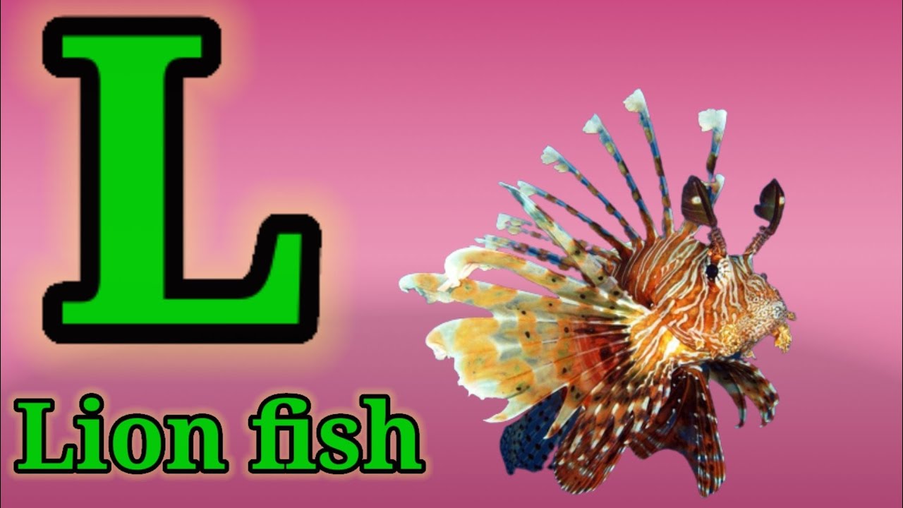 Sea Animals Alphabet For Kids - YouTube