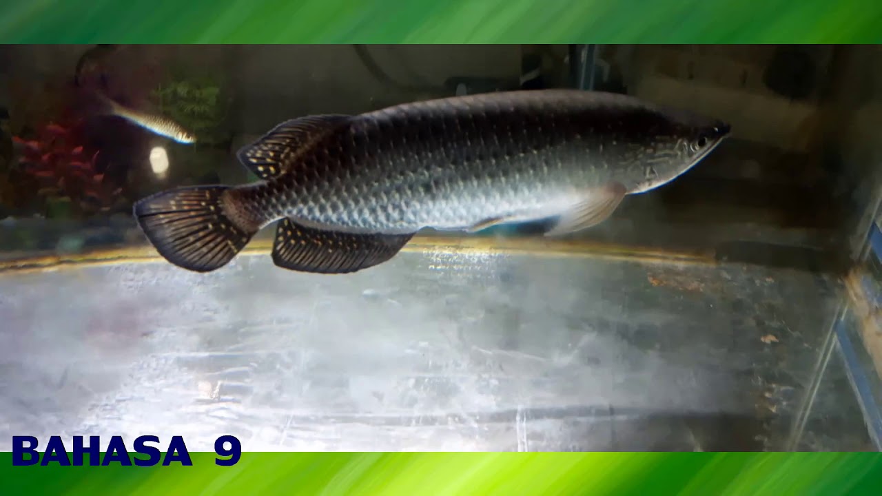 Saratoga Black Gold Jardini Arowana Fish - YouTube