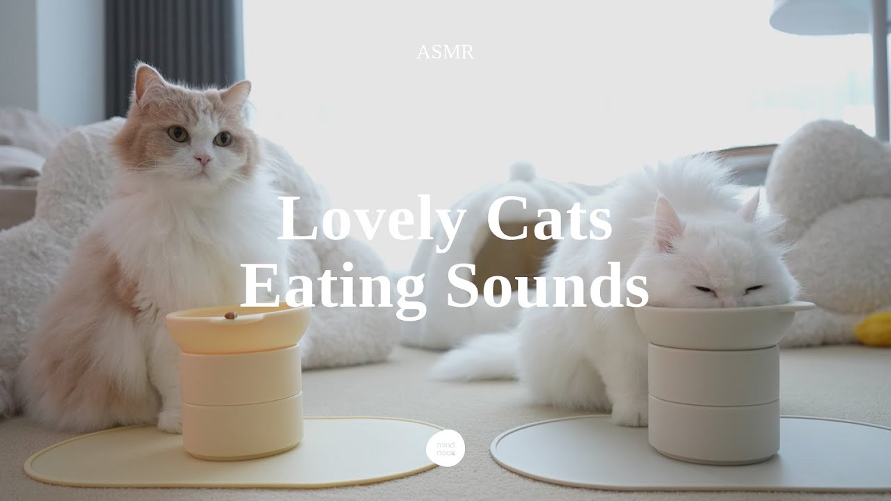 [ASMR] Hungry Cats Eating Dry Food Sounds for Calming (ft. Claire ...