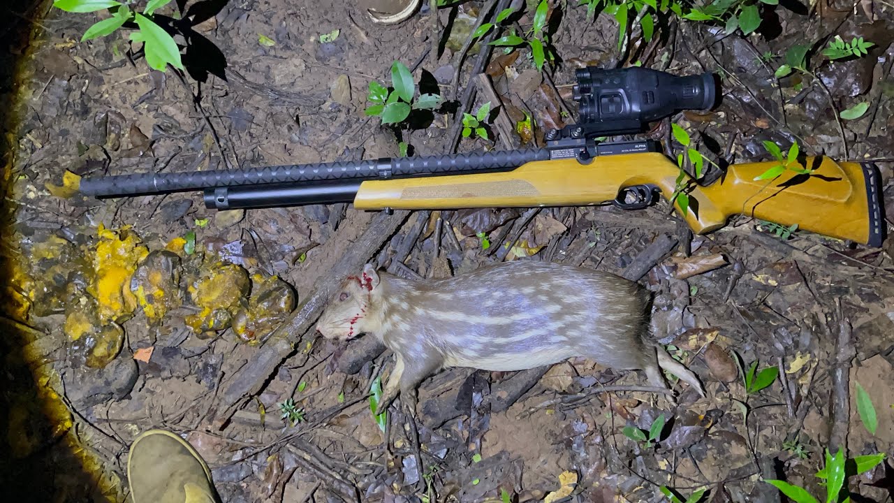 Olha o que rendeu na serva de #paca com #pcp #visaonoturna espera de #paca - YouTube