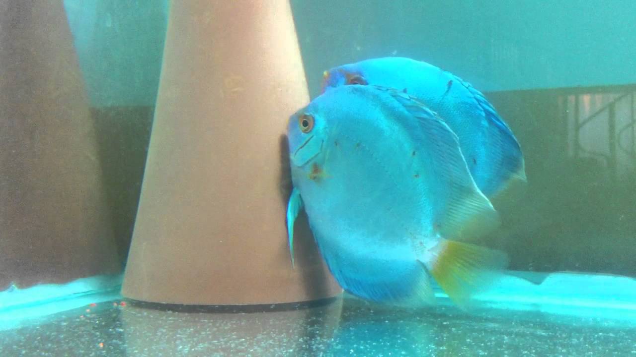 IMG 2250 YouTube IMG 2250 YouTube