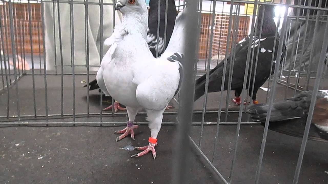 Italian Owls ice color - YouTube