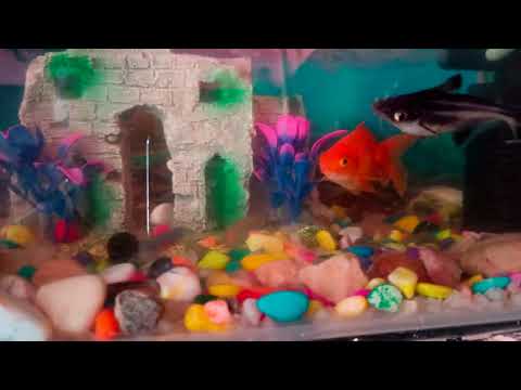 fish aquarium video 2 - YouTube
