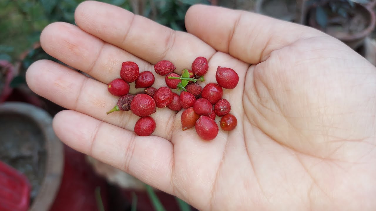 Hàve you Seen Fruits of Gul-e-Marva ||How To Grow Murraya Paniculata ...