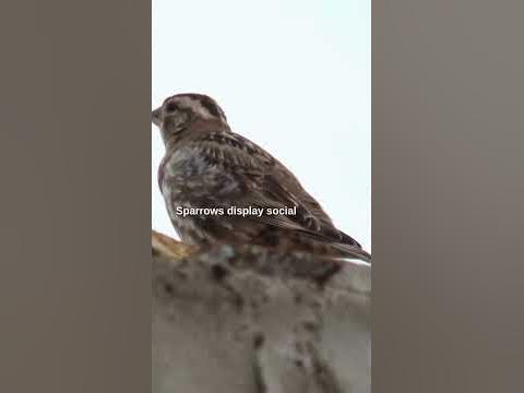 INTERESTING FACTS ABOUT SPARROWS 🎶🎶🎶 - YouTube