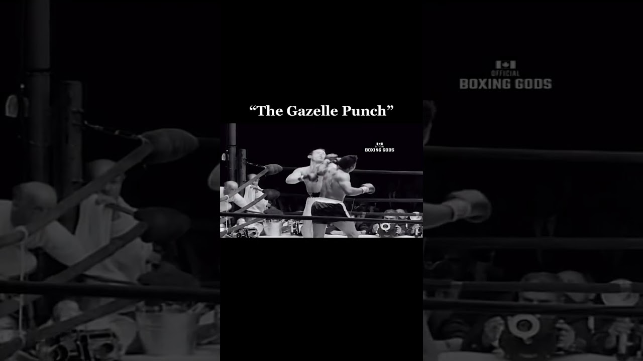 The Gazelle Punch 👊 #boxing #boxer #fighter #fight #training #knockout ...
