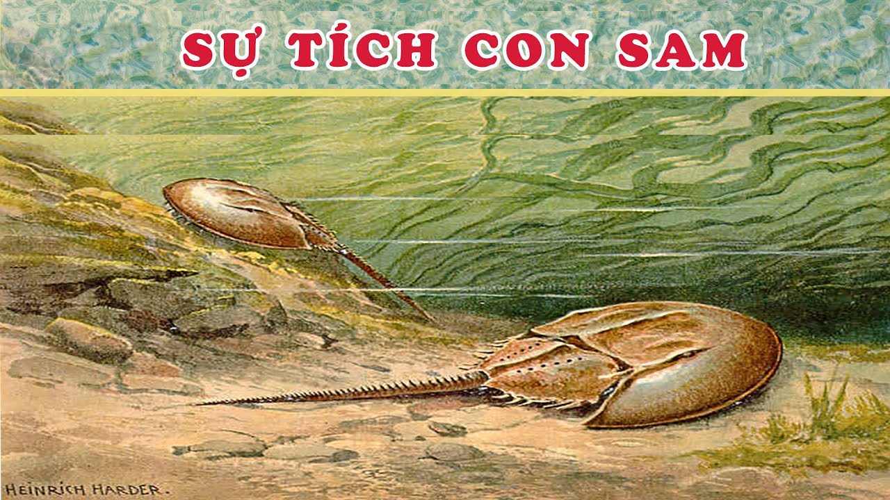 Sự Tích Con Sam | Truyện Cổ Tích Việt Nam Chọn Lọc | Thư Viện Bình ...