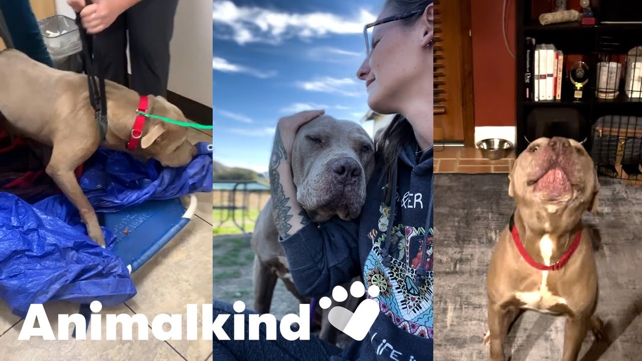 Watch the most deserving dog transformation we've ever seen ...