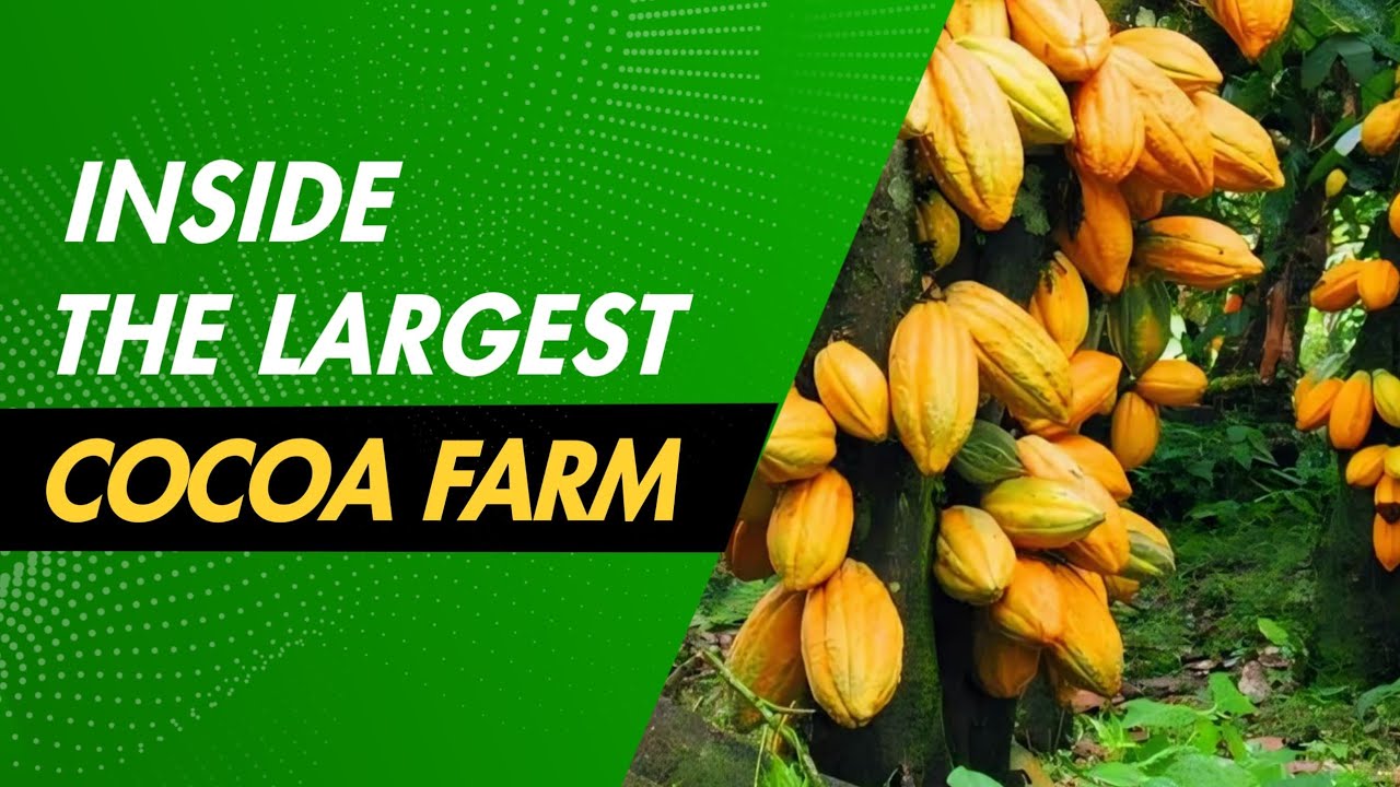 Exploring the largest cocoa farm in Abia state. - YouTube