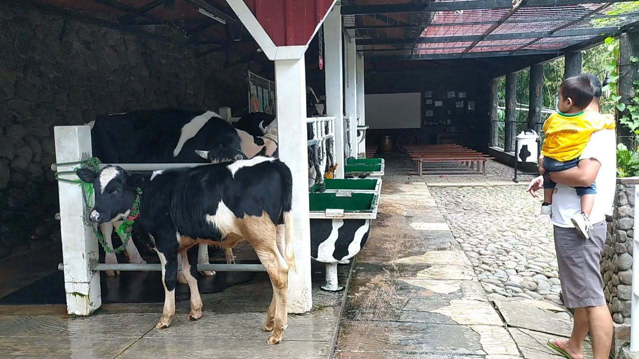 Menghitung Sapi di Cimory Riverside Puncak Bogor | Counting Cows in ...