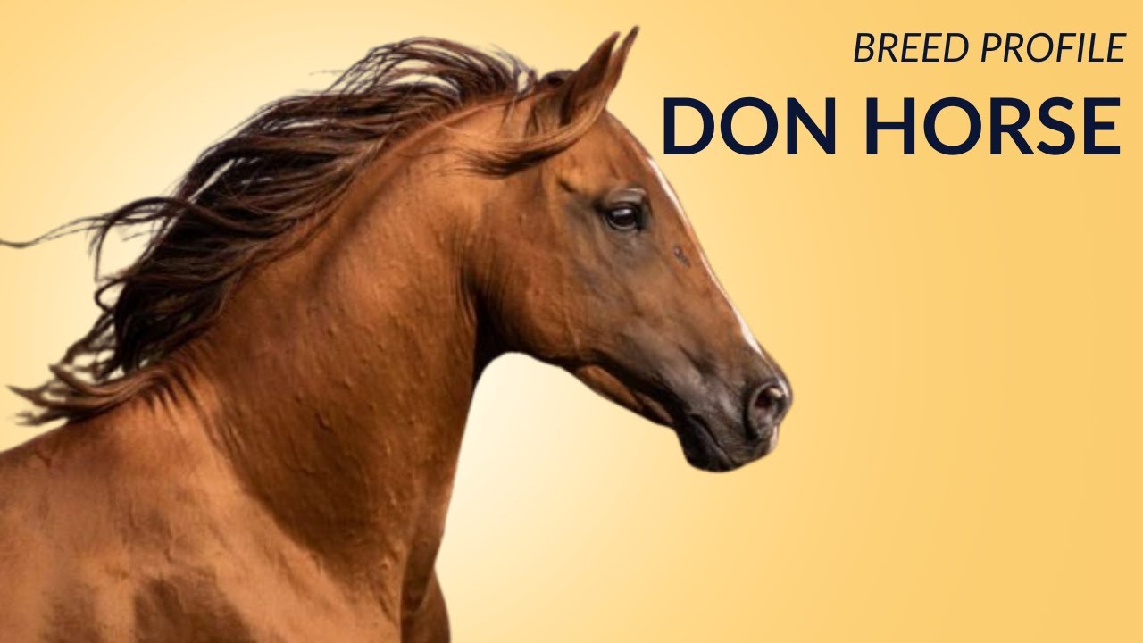Don Horse Breed Profile History - Price - Characteristics - Training ...
