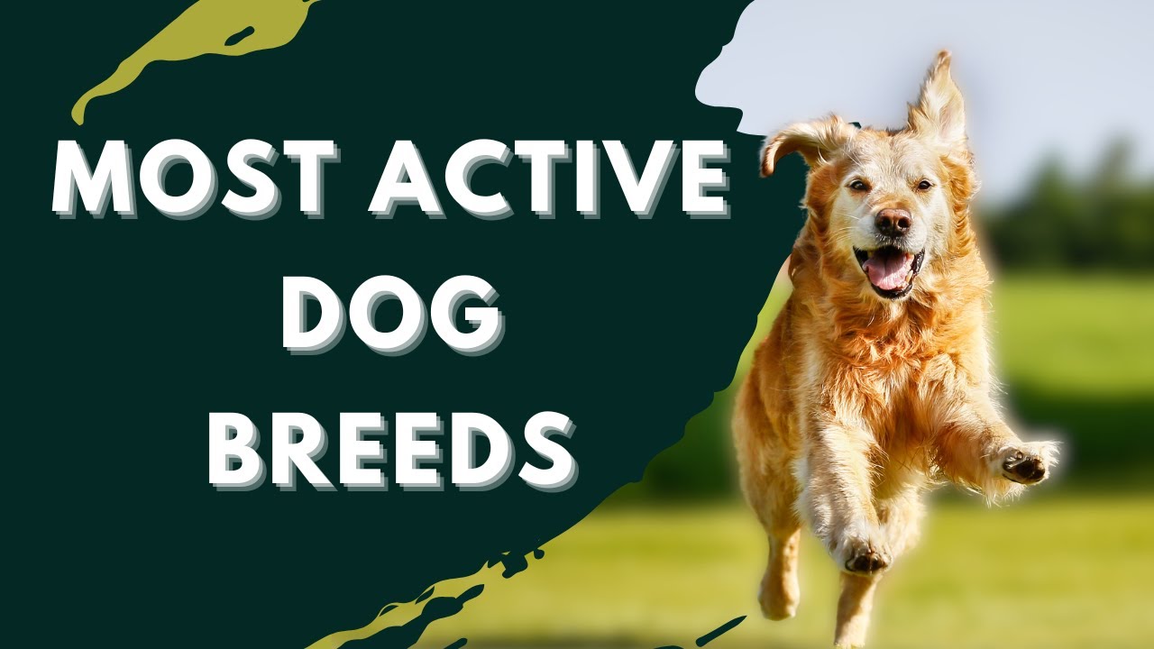 Top 10 Most Active Dog Breeds | Dogs World - YouTube
