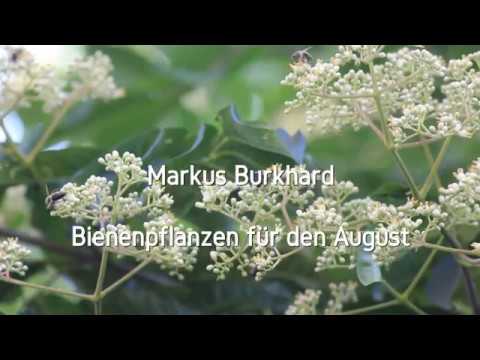 Bienenpflanzen für Juli und August