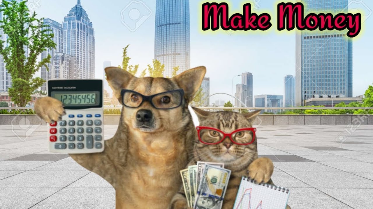make money_funny cats video_amazing activities of cats_cutest cats ...