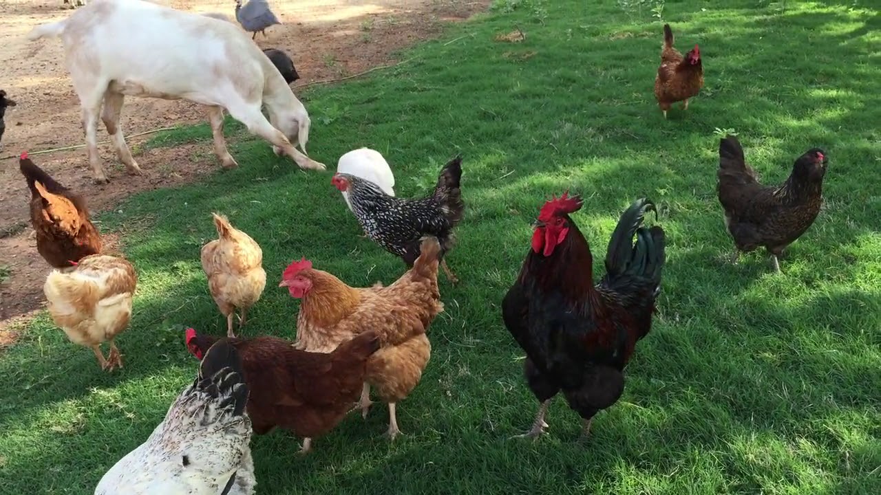 Rooster Crowing Compilation Plus- Rooster Crowing Sounds Effect 2021 ...