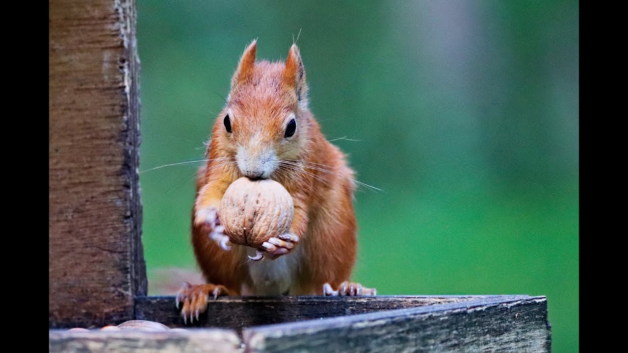 Povestea Veveritei si a Nucii nazdravane - YouTube