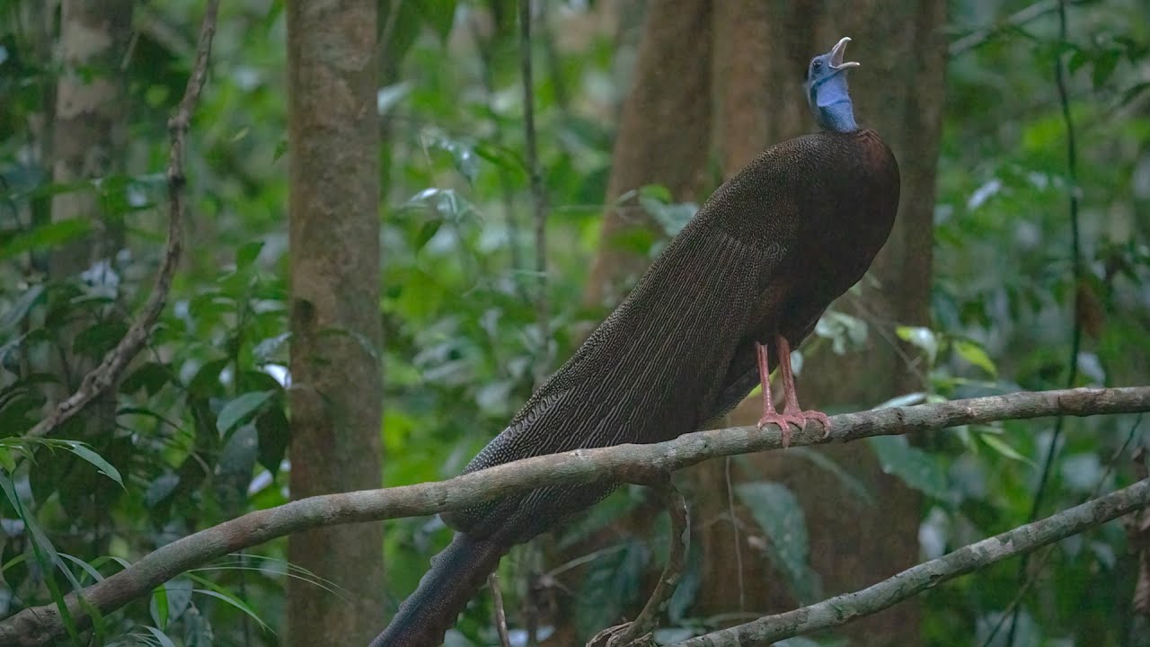 The Great Argus captured in 4K video/Sony A1 600mmf4.0 + 100-400mmf5.6 ...