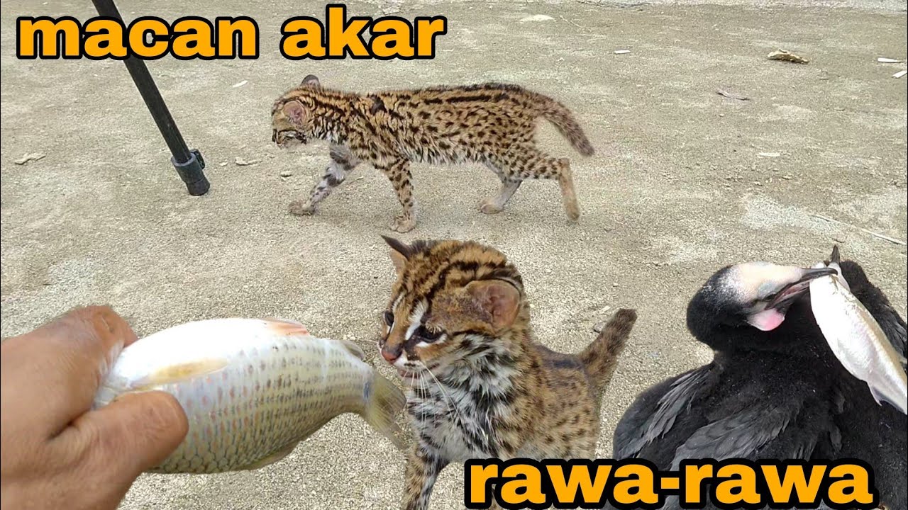 MACAN AKAR DAN PECUK KINI TUMBUH BESAR DAN SEHAT - YouTube