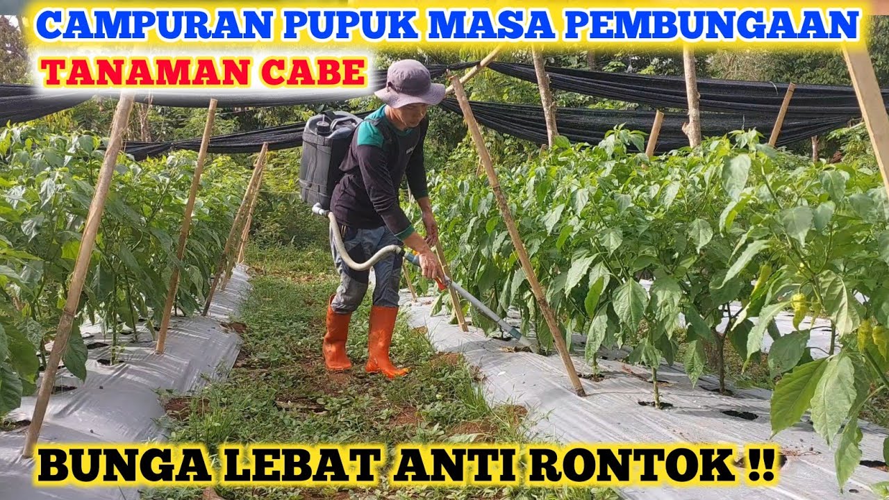 PUPUK MASA BERBUNGA TANAMAM CABE | PUPUK UNTUK MELEBATKAN BUNGA TANAMAN ...