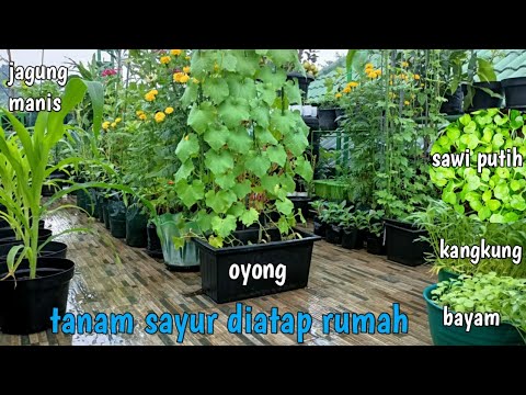 Bercocok Tanam, Tanam Sayur Disore Hari || Update Sayur Mayur Dikebun Atap Rumah@Endai Purnawan