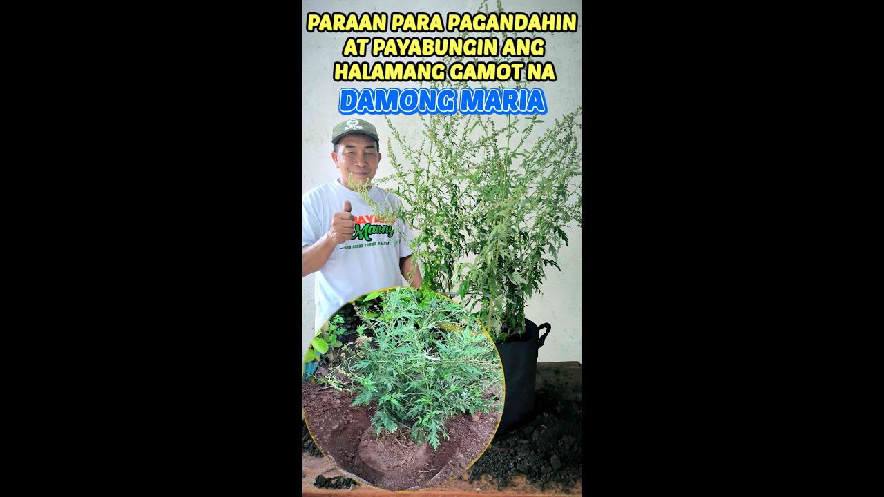 Damong Maria plant repotting - YouTube