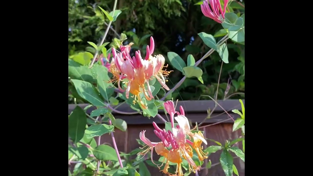 Gold Flame Honeysuckle 2 - YouTube