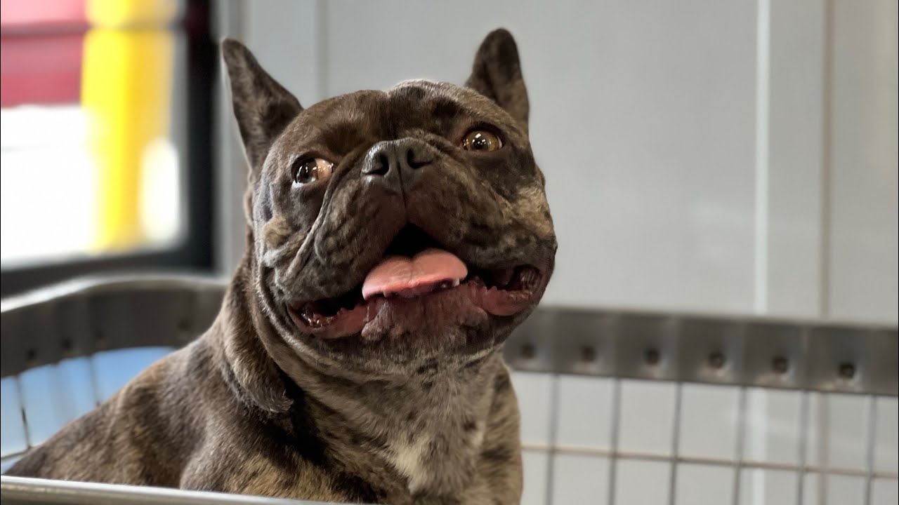 Witness the Unbelievable Speed of a Frenchie Racing an Electric ...