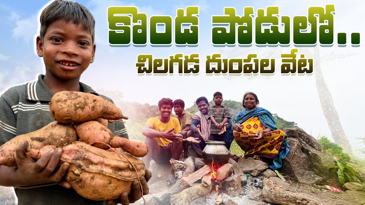 Podu farming : మా కొండ పోడులో చిలగడ దుంపల వేట || పోడు వ్యవసాయం || Araku ...