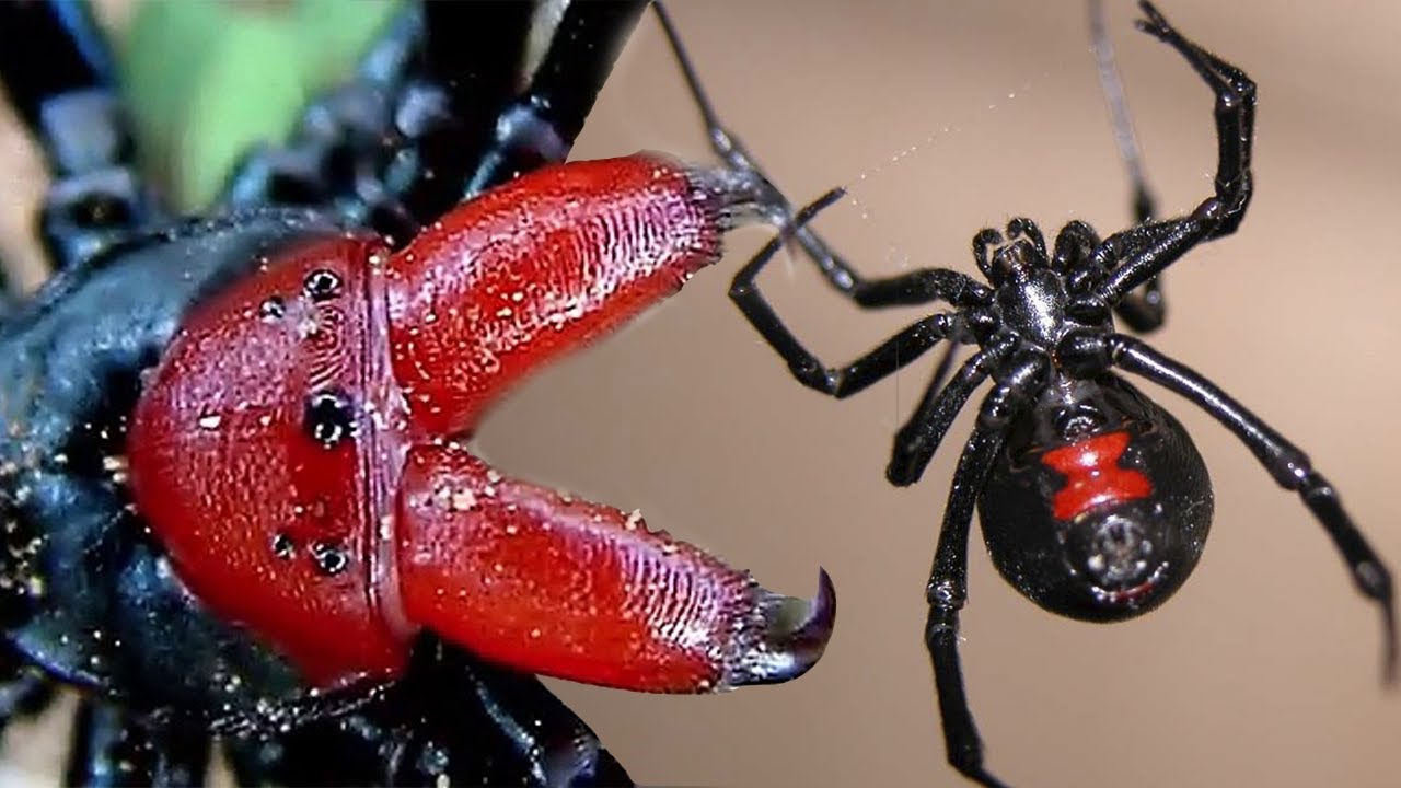 I 7 Ragni PIÙ PERICOLOSI Del Mondo - YouTube