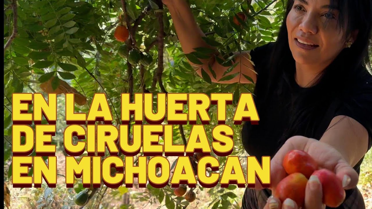 QUE HERMOSO ES MICHOACAN Y SUS RICAS FRUTAS #guayaba #ciruela # ...