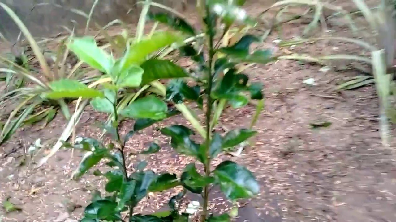 Chakotha Hannu/Pomelo/Pampara Panasa/Sadaphal Fruit Plant - YouTube