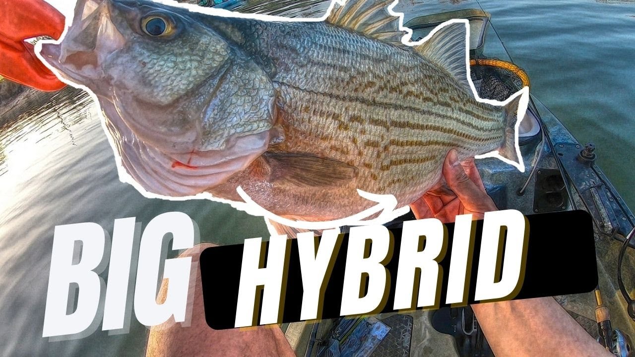 Catching BIG Hybrids while Bass Fishing - YouTube