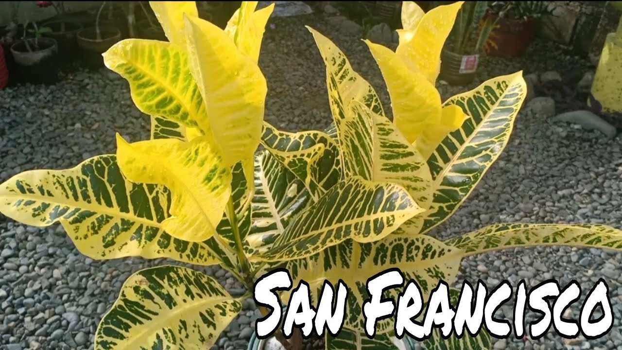 SAN FRANCISCO PLANT - YouTube