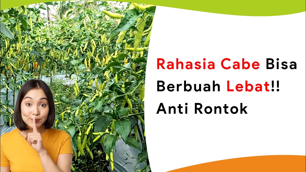 Rahasia! Cabe Berbuah Lebat Musim Hujan, Anti Rontok Bunga dan Buah ...