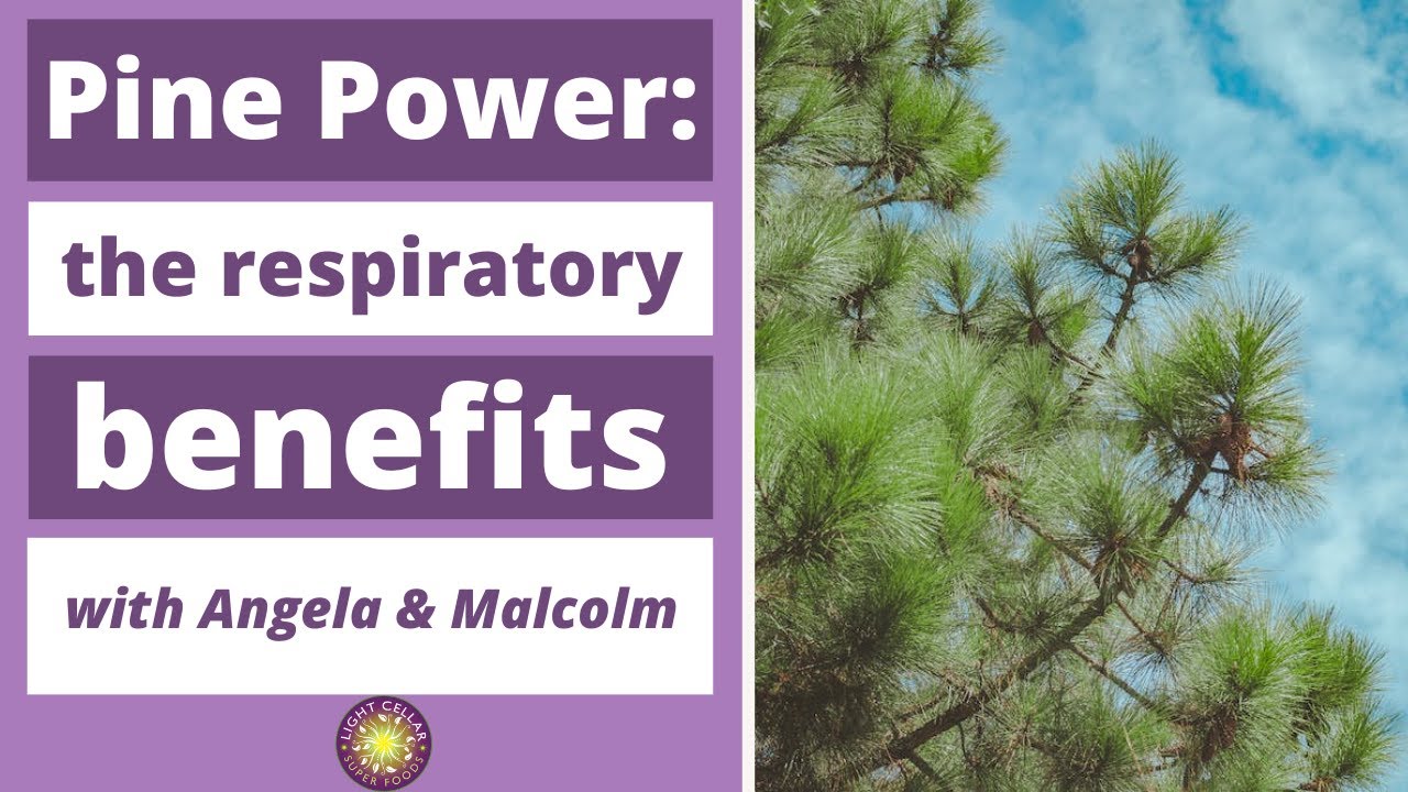 Pine Power: Unveiling the Respiratory Health Benefits of Pine Trees 🌲 ...