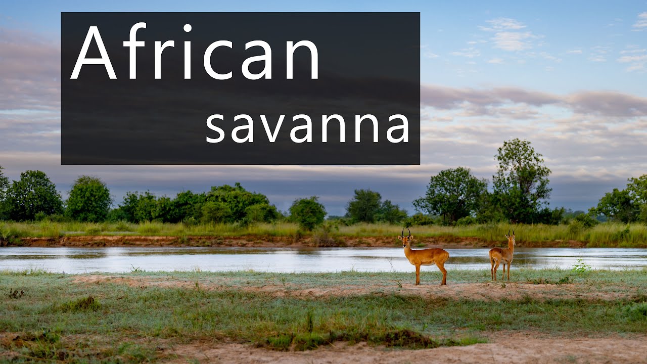 Calm dawn chorus in the African savanna - YouTube