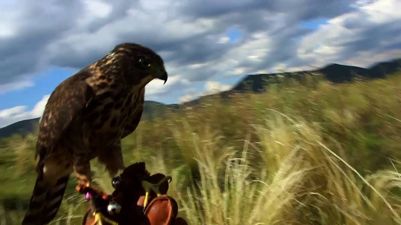 #Accipiter Bicolor (Torzuelo). Primeros lances #Cetrería/ #Bicolored ...