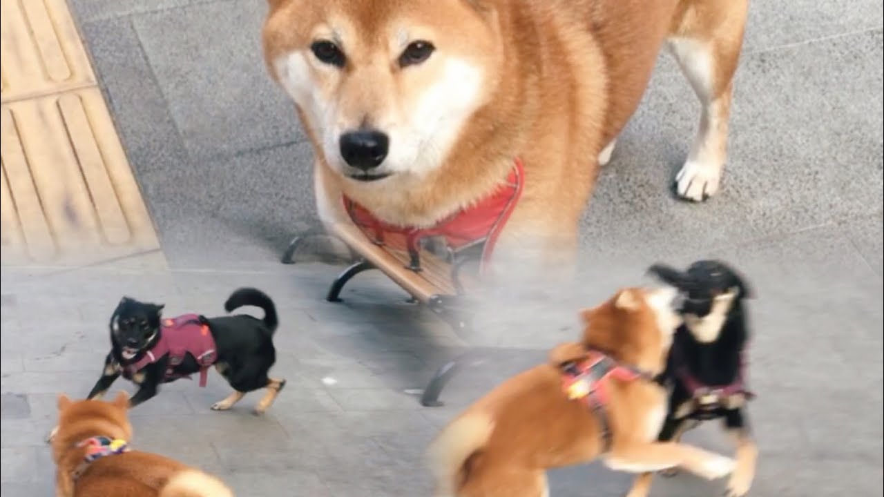 Shiba Inu and Mongrel enjoy playing together..they are bestfriend♥️ ...