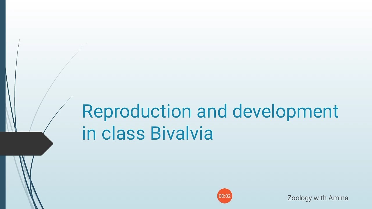 Reproduction and development in class Bivalvia | Phylum mollusca class ...