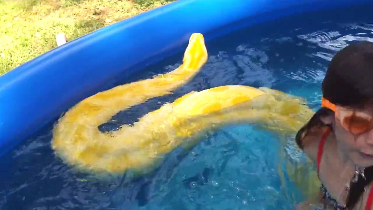 Une jeune fille nage avec un python dans une piscine ! - YouTube