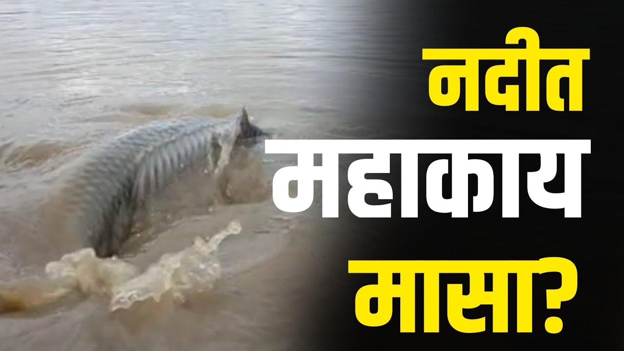 Fish Video : नदीत दिसला महाकाय मासा #gavran_90 @AdiFishman @Fishfam ...