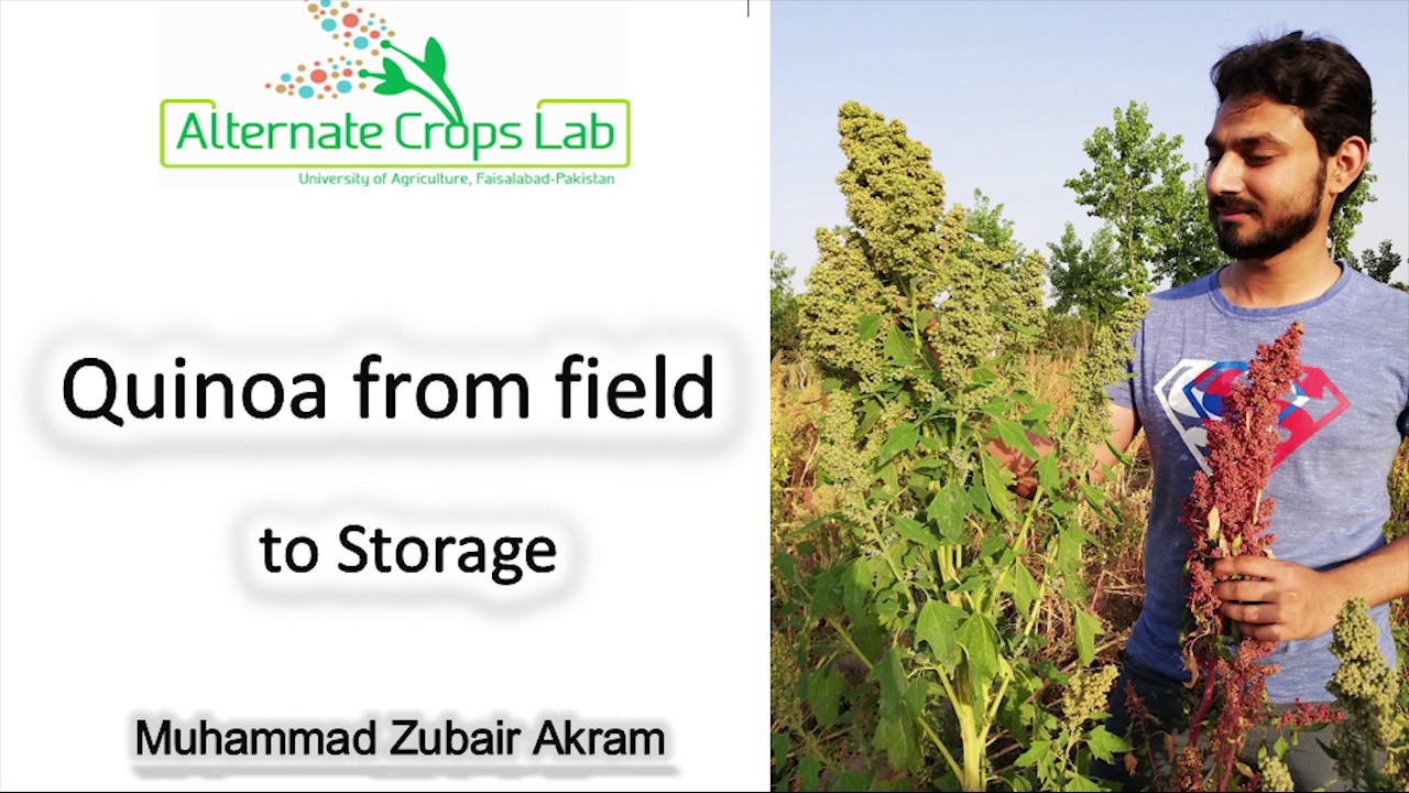 Quinoa Storage and Harvesting - YouTube