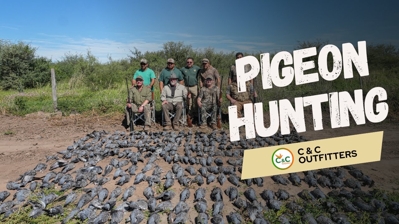 Pigeon Hunting in Action - Thrilling Hunt Highlights! - YouTube