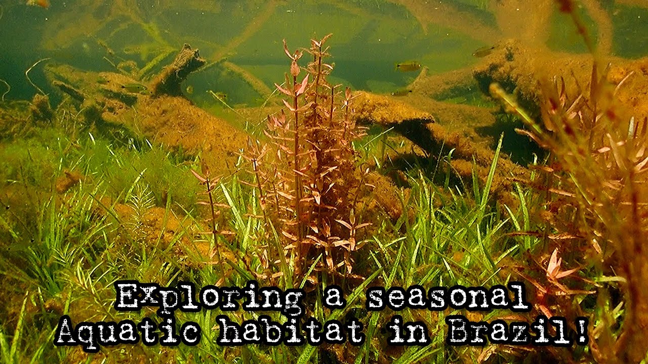 Exploring a seasonal aquatic habitat in Brazil - YouTube