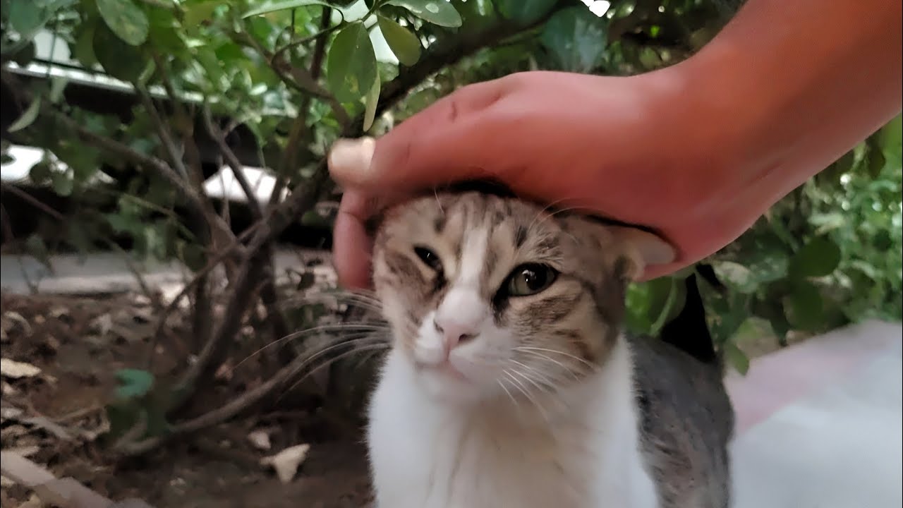 Cute Stray Cat With Sweet Meow Waiting For Love and Food 4k video - YouTube