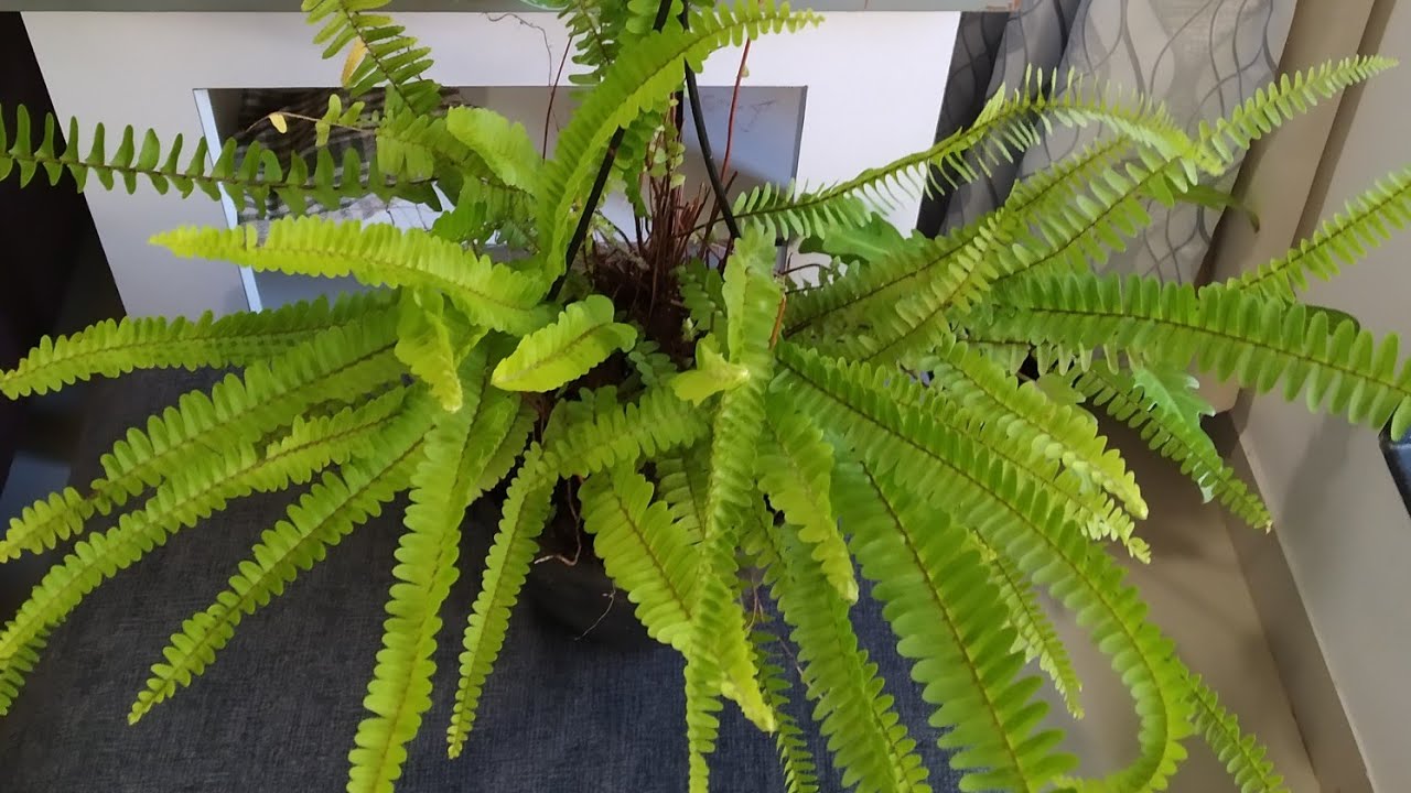 How to repot ladder fern with care tips? - YouTube