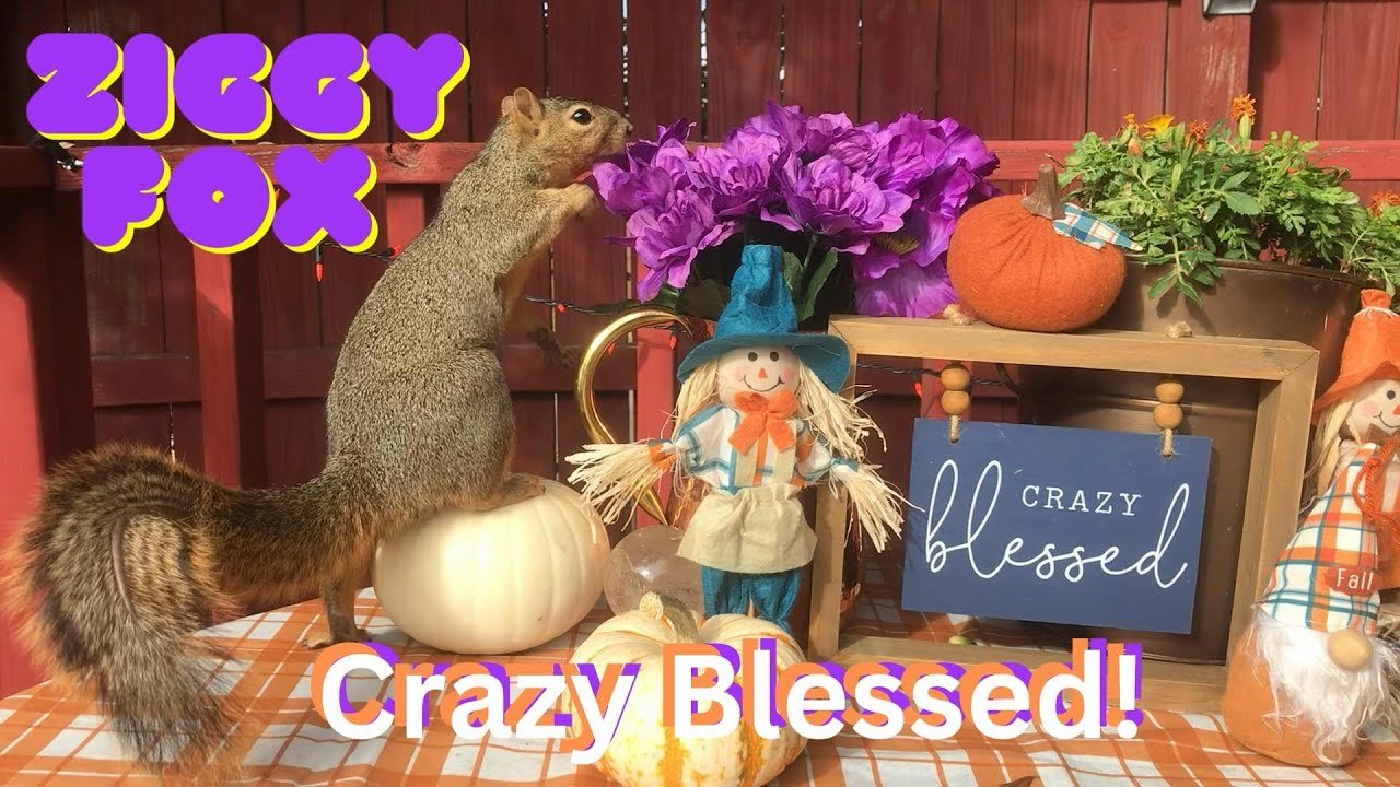Ziggy Fox Crazy Blessed! - YouTube