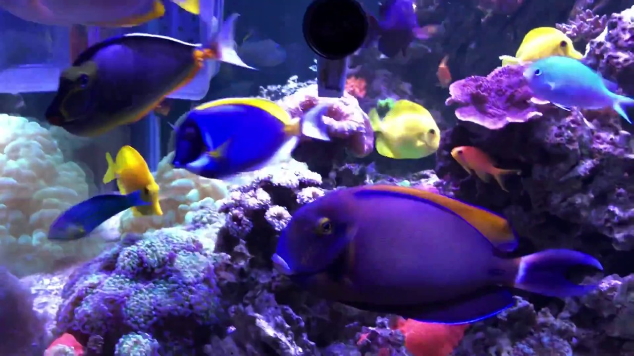 Our 400 gal saltwater fish tank aquarium, Aug 27, 2018 update - YouTube