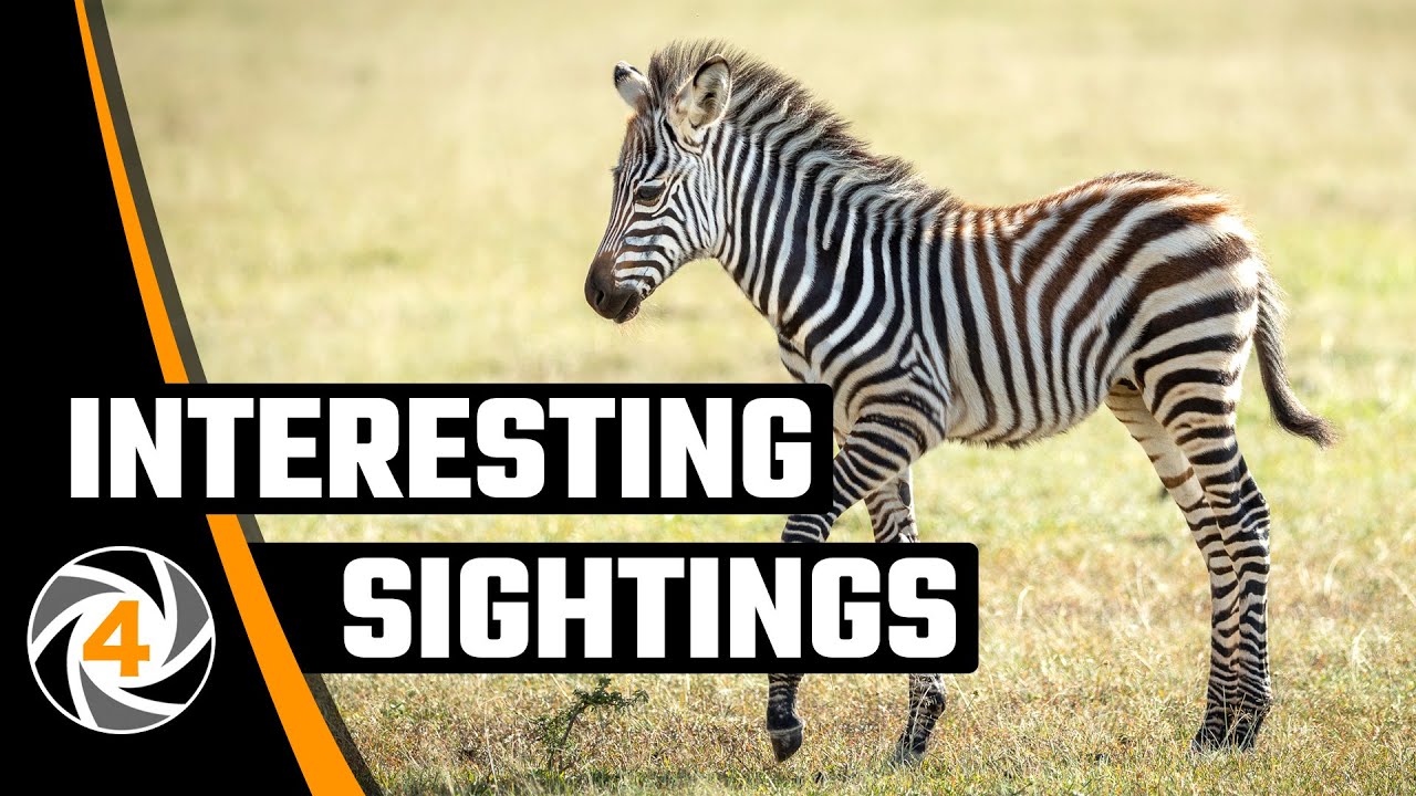 We adopt a baby Zebra...! ! ! by WILD4 Photo Safaris TANZANIA - YouTube