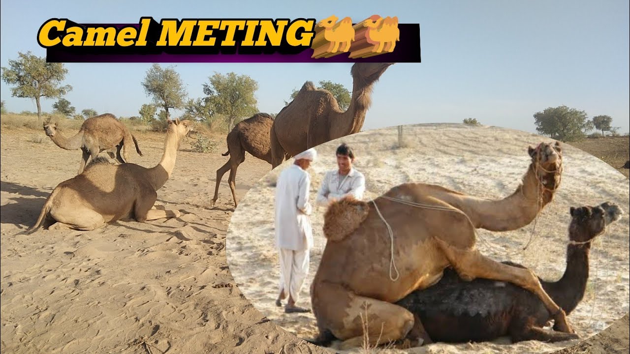 camel life in desertcamel life tharcamel lifestylecamel life ...